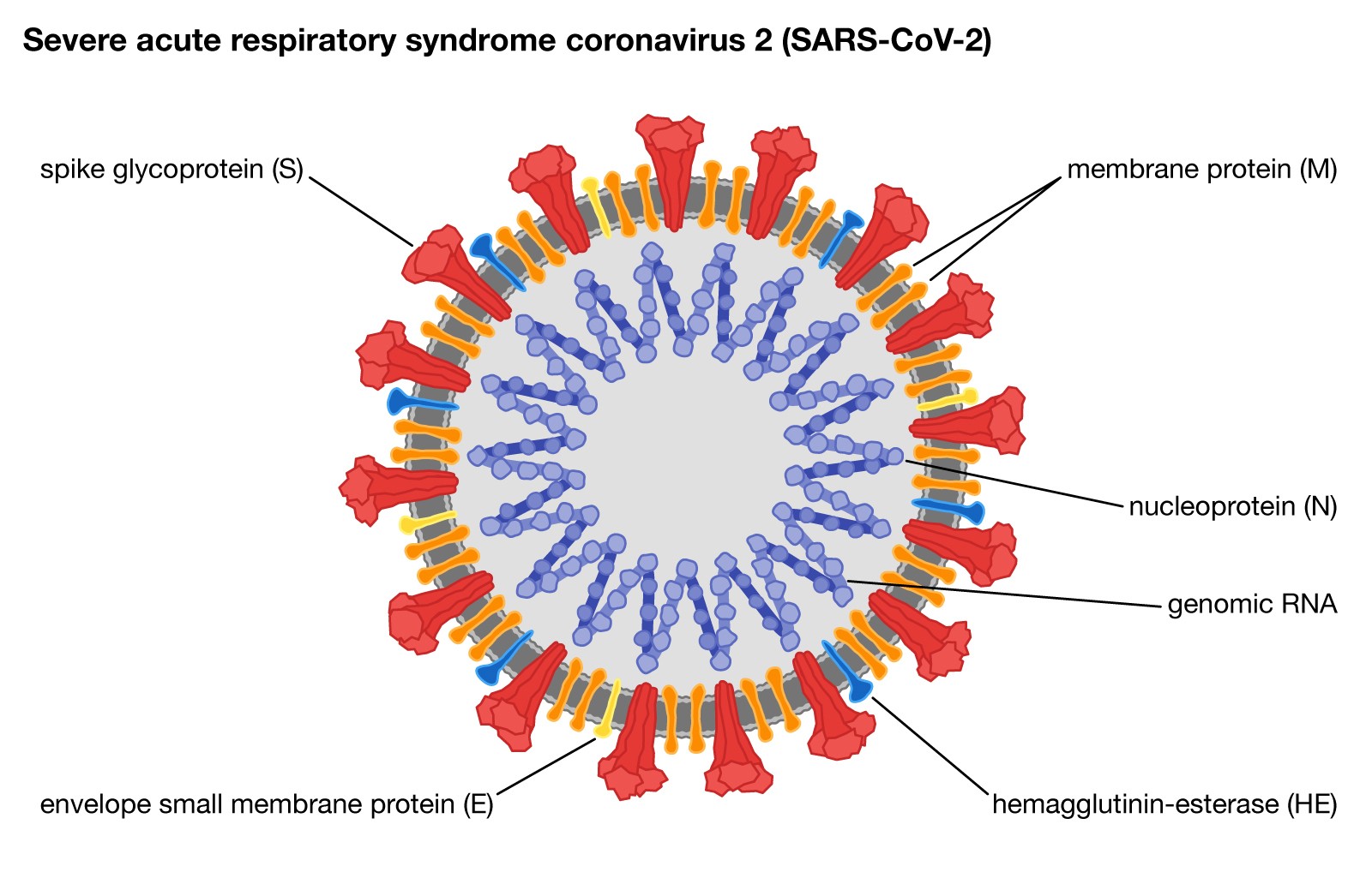 Le CSM participe à la lutte contre le COVID-19